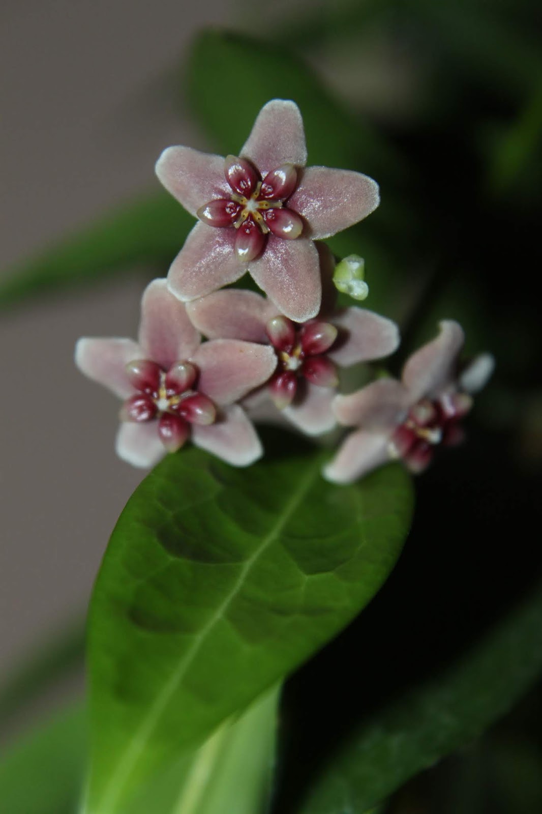 Hoyapassion: Hoya rubida