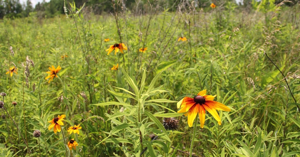 Isabella Conservation District Environmental Education Program: Surprise!