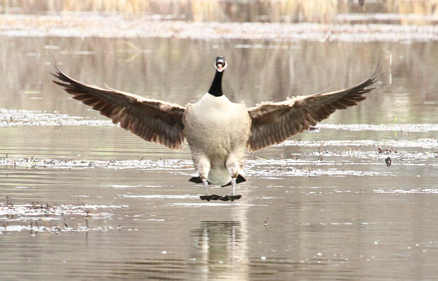 B.I.R.D.: Getting Goosed!