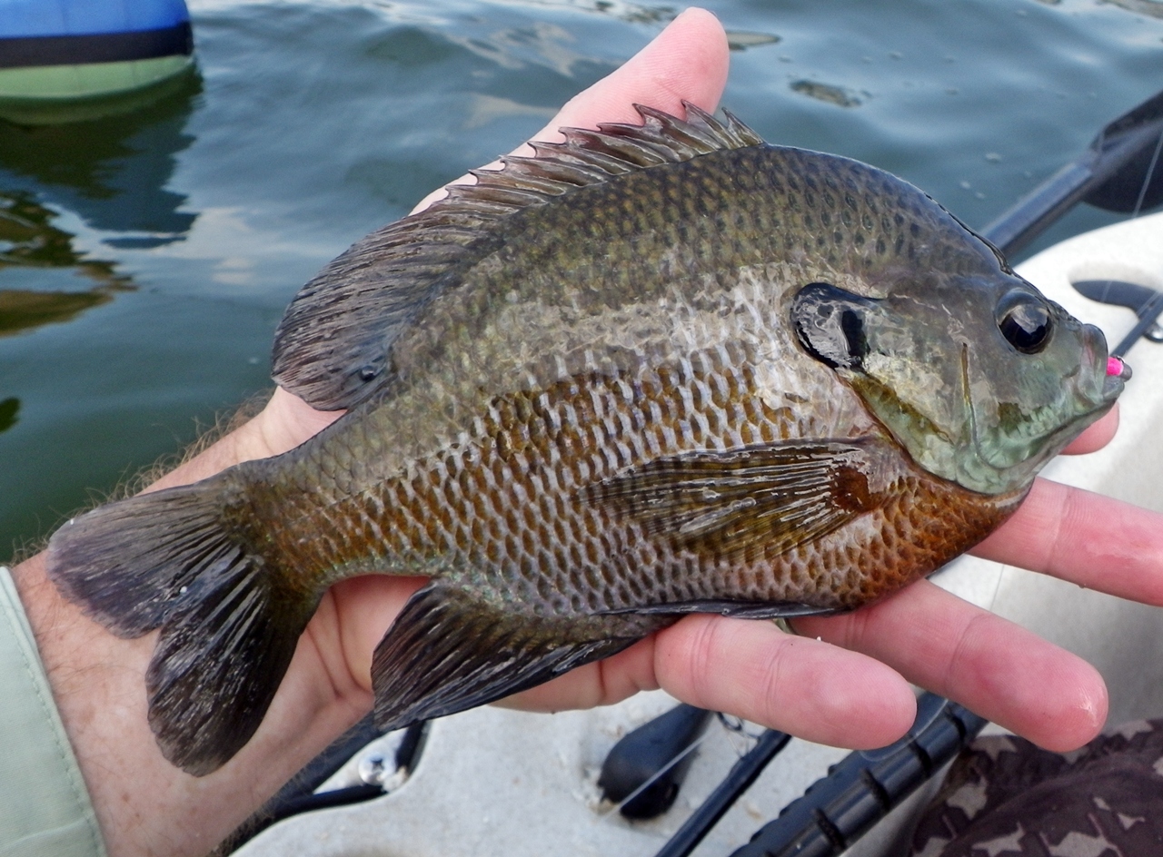 FishnDave: Fly Rod Carp, 7-27-2011