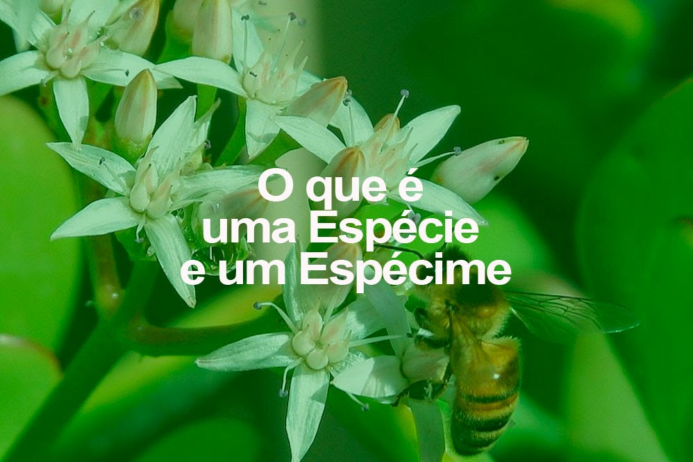 GAIA WORD: O que é uma Espécie e um Espécime