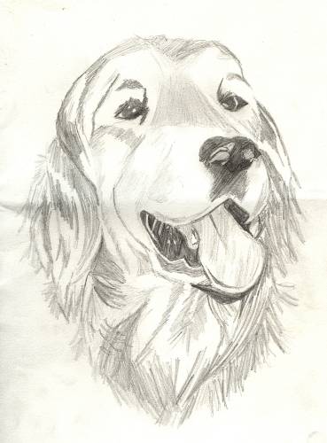 Sketsa Pensil: Anjing
