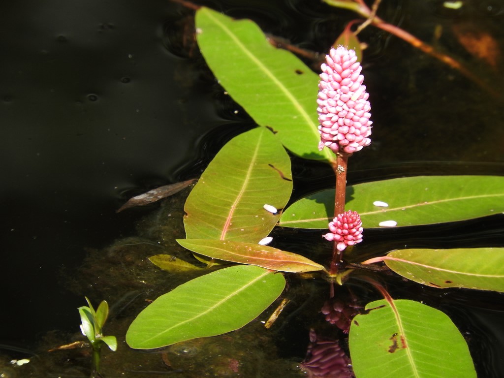natural connections: Water Smartweed