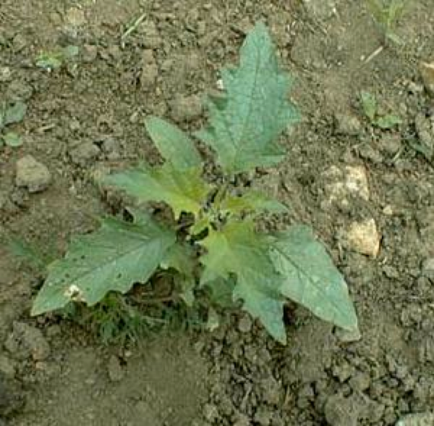 NC Horse Blog: Time to Start Watching for Weeds