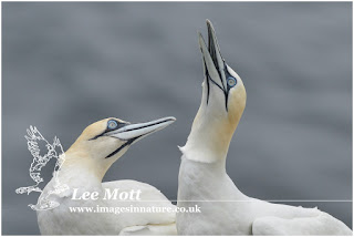 Lee Mott Photography