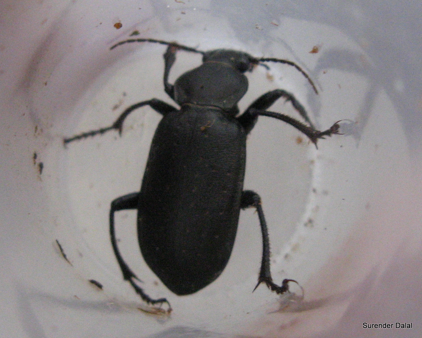 INSECTS AS INSECTICIDES: Ground Beetles: The nocturnal insecticides