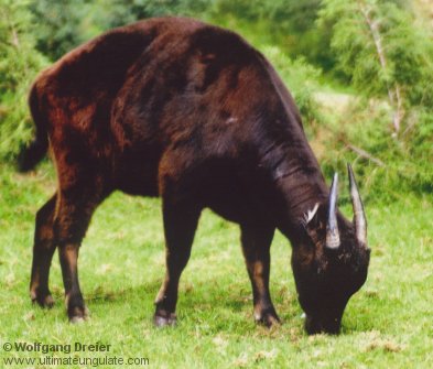 Montain Anoa - Anoa quarlesi