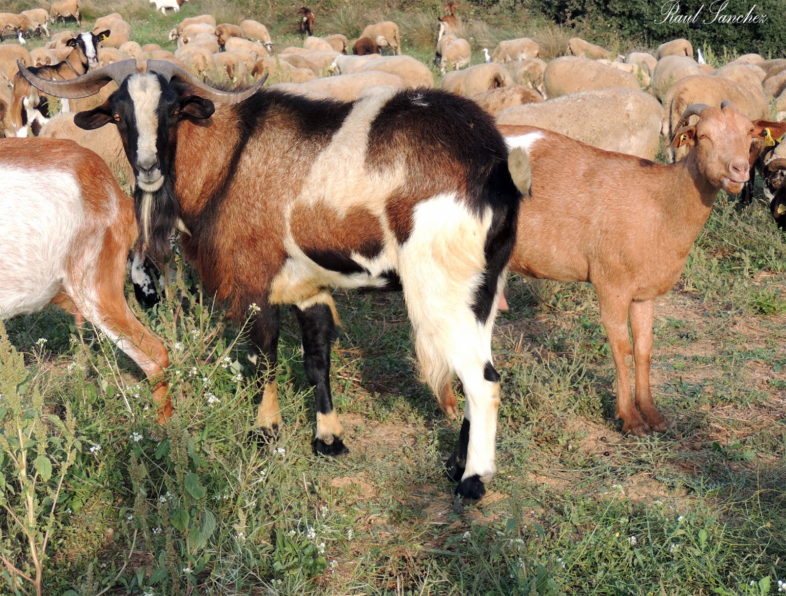 Naturaleza Viva : Cabras y ovejas pastando