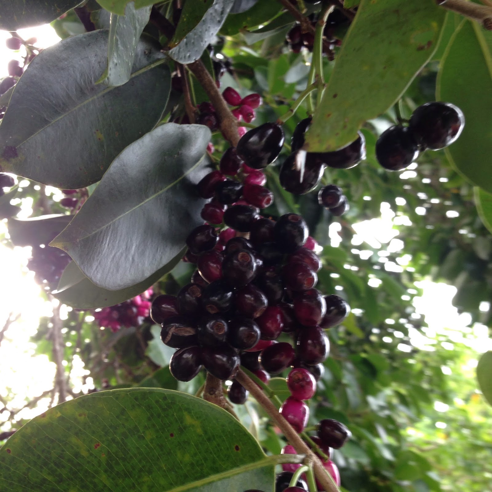 duhat - philippin news collections