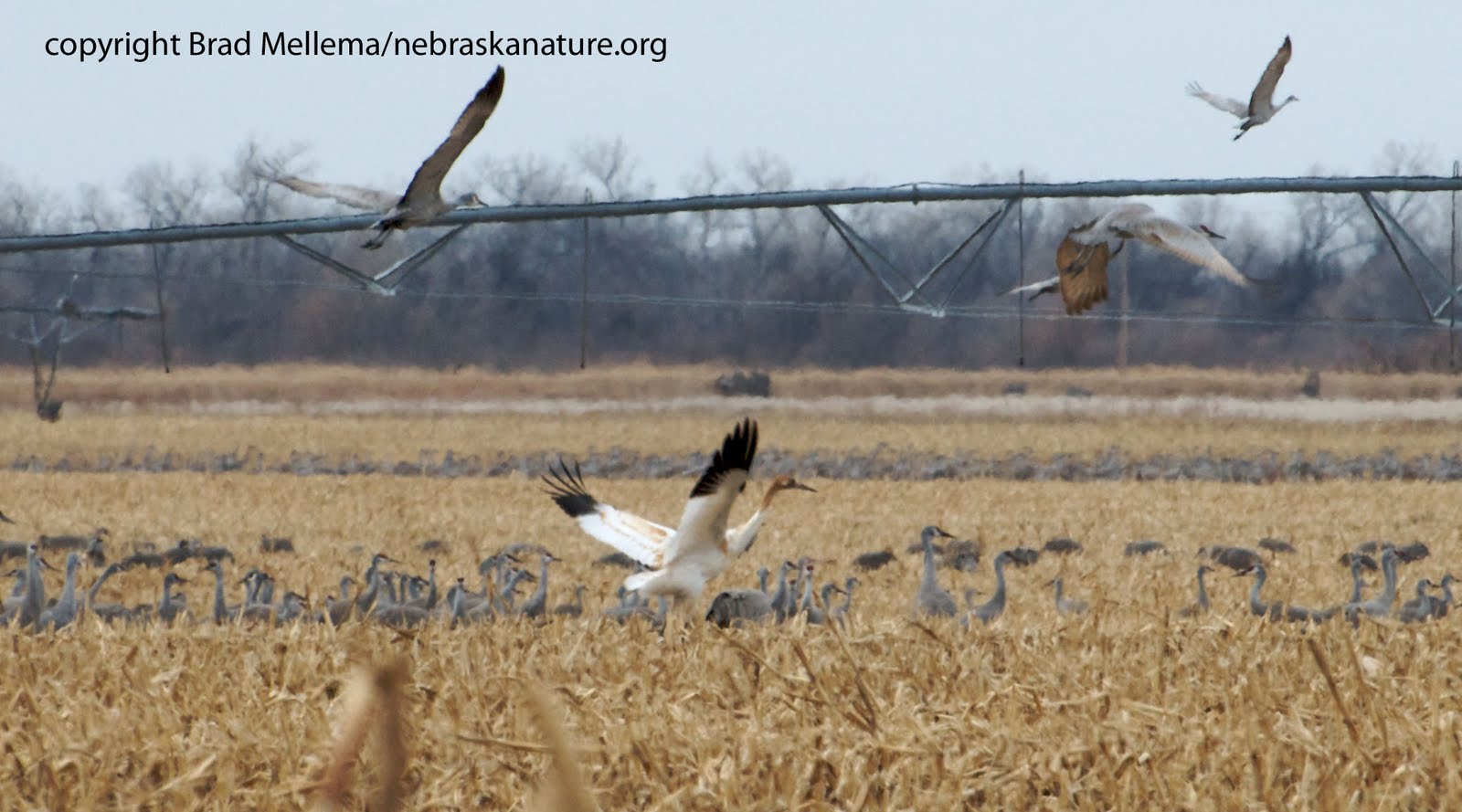 Crane Trust Nature and Visitor Center - Green Shoe Diaries Blog ...