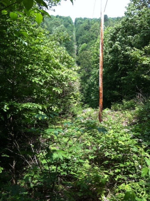 Hawksbill Cabin: Piney Branch - Piney Ridge Trail: a 75@75 Hike (part 2)