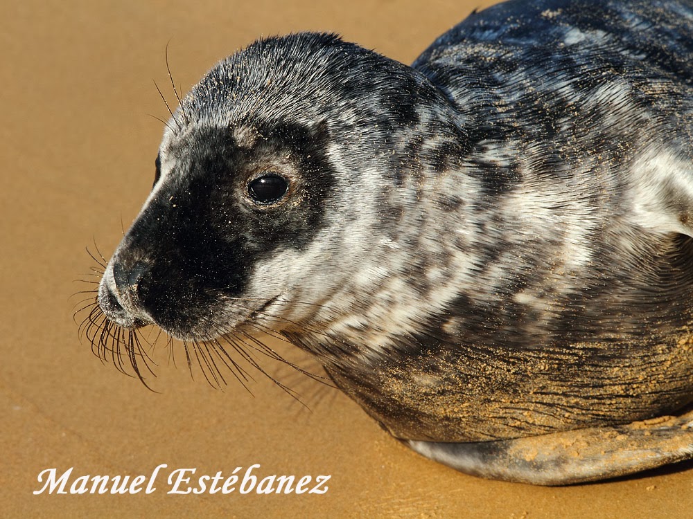 Miradas Cantábricas: Foca gris en Santoña I