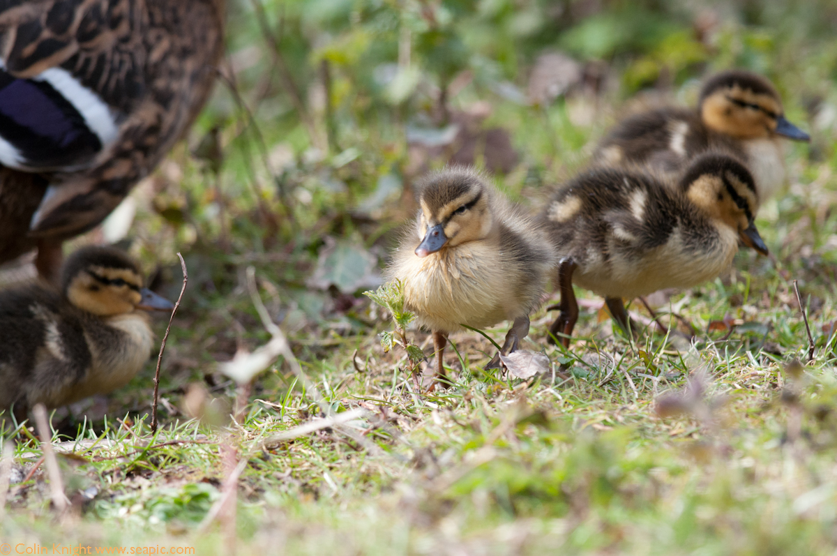 Postcards from Sussex: A dozen Ducklings