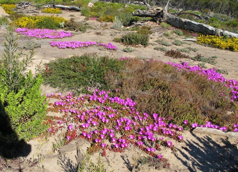 Esperance Wildflowers: Disphyma crassifolium subsp. clavellatum ...