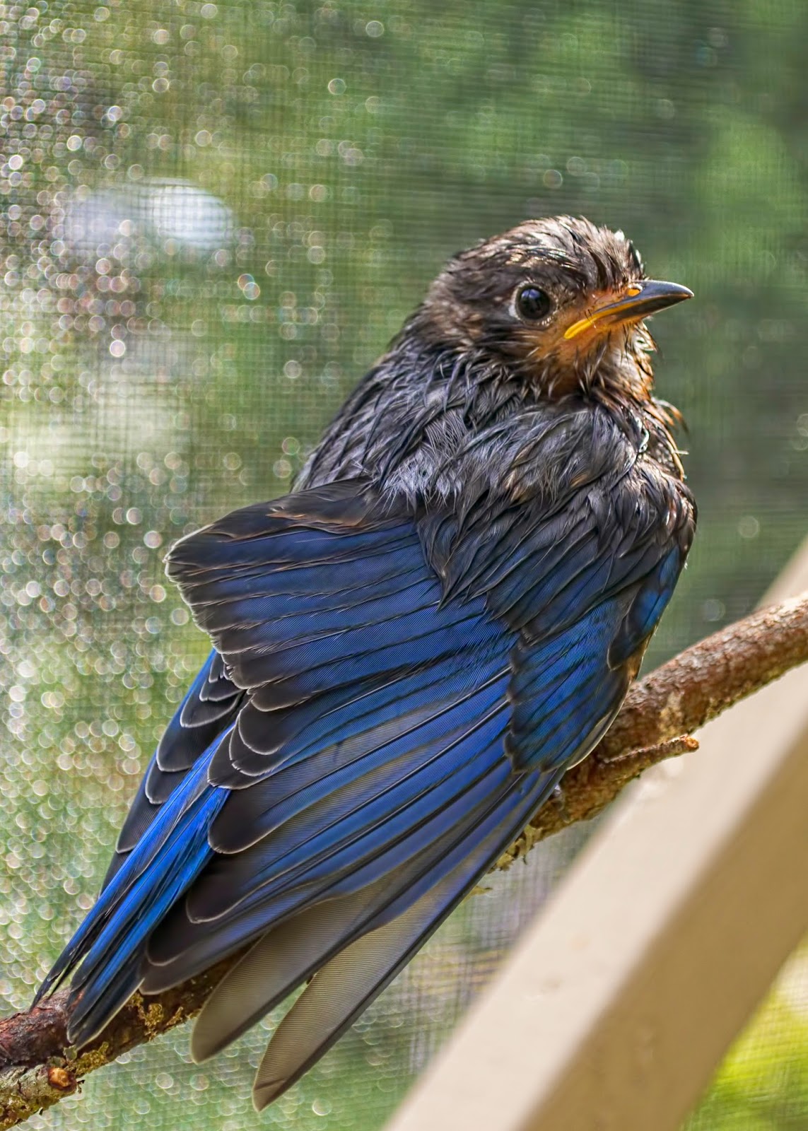 Raising an Eastern Bluebird: Splash Time