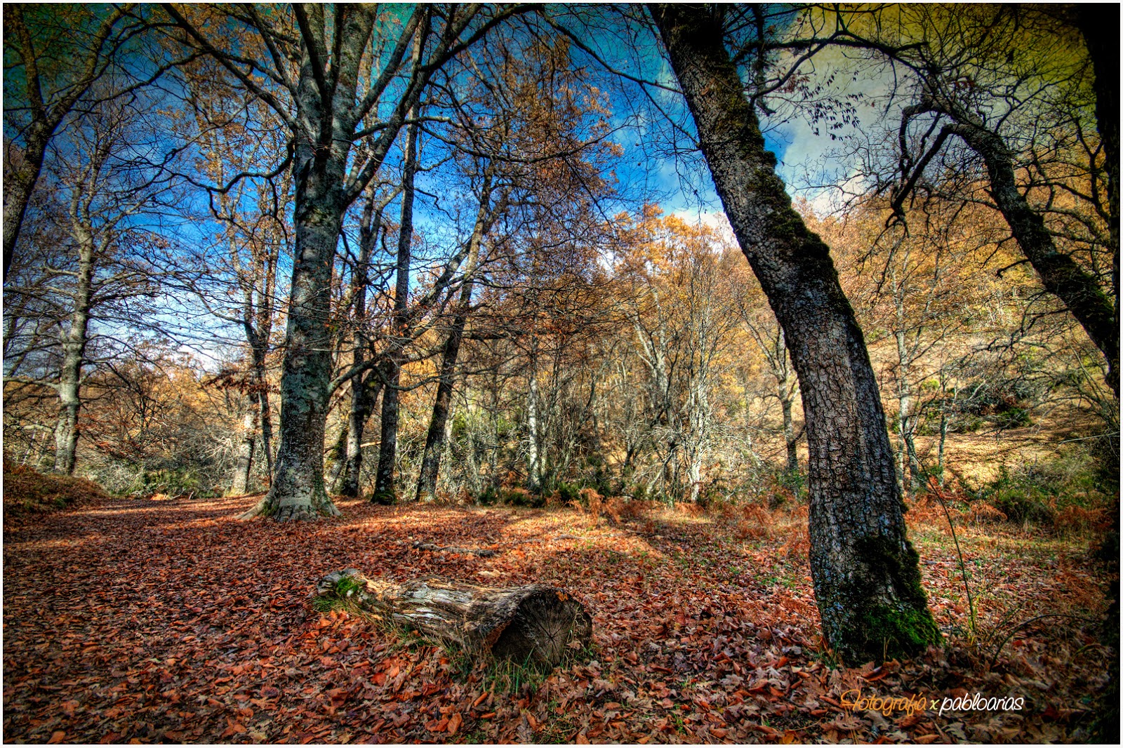 Un valle llamado Madrid: El Hayedo de Montejo