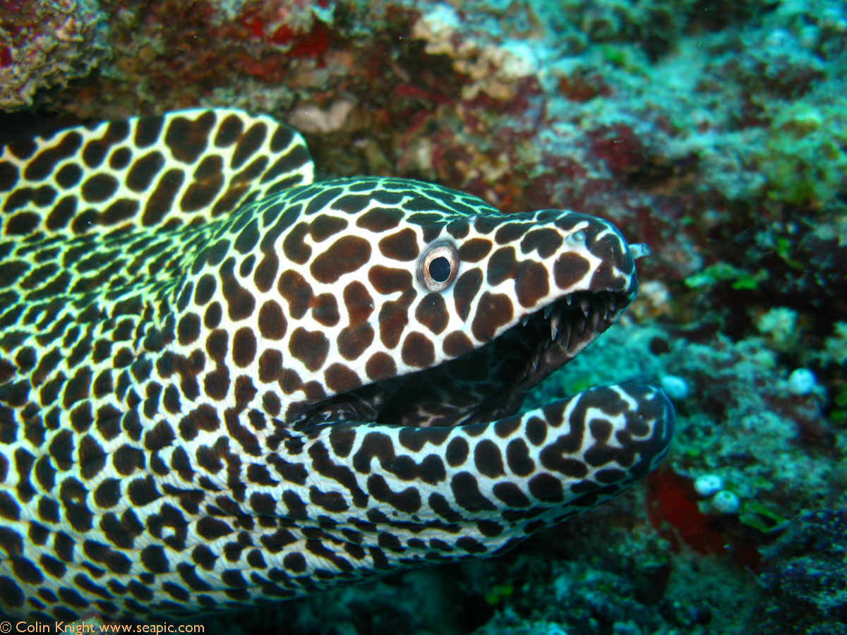 Postcards from Sussex: Honeycomb morays, lobsters and an octopus