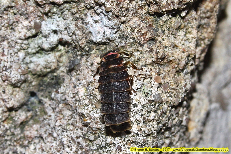 Visões da Gândara: Insecto Bioluminescente no Quintal - II: