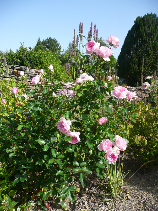 Notre jardin secret.: Rétrospective août