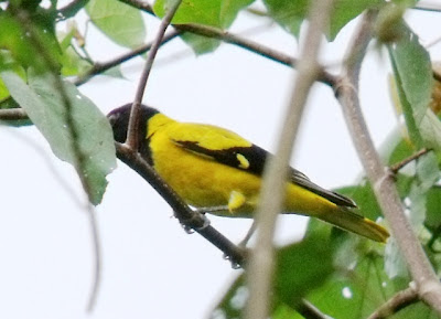 photosofbirdsofsrilanka: 'Black-hooded Oriole' - Oriolus xanthornus ...