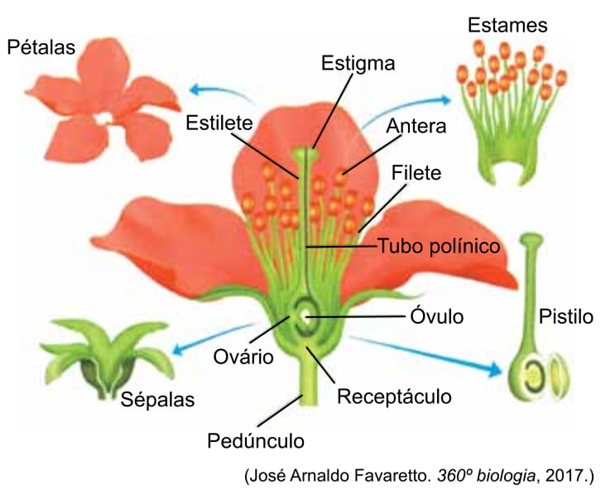 (FAMERP 2019) A figura esquematiza uma flor de angiosperma - INDAGAÇÃO