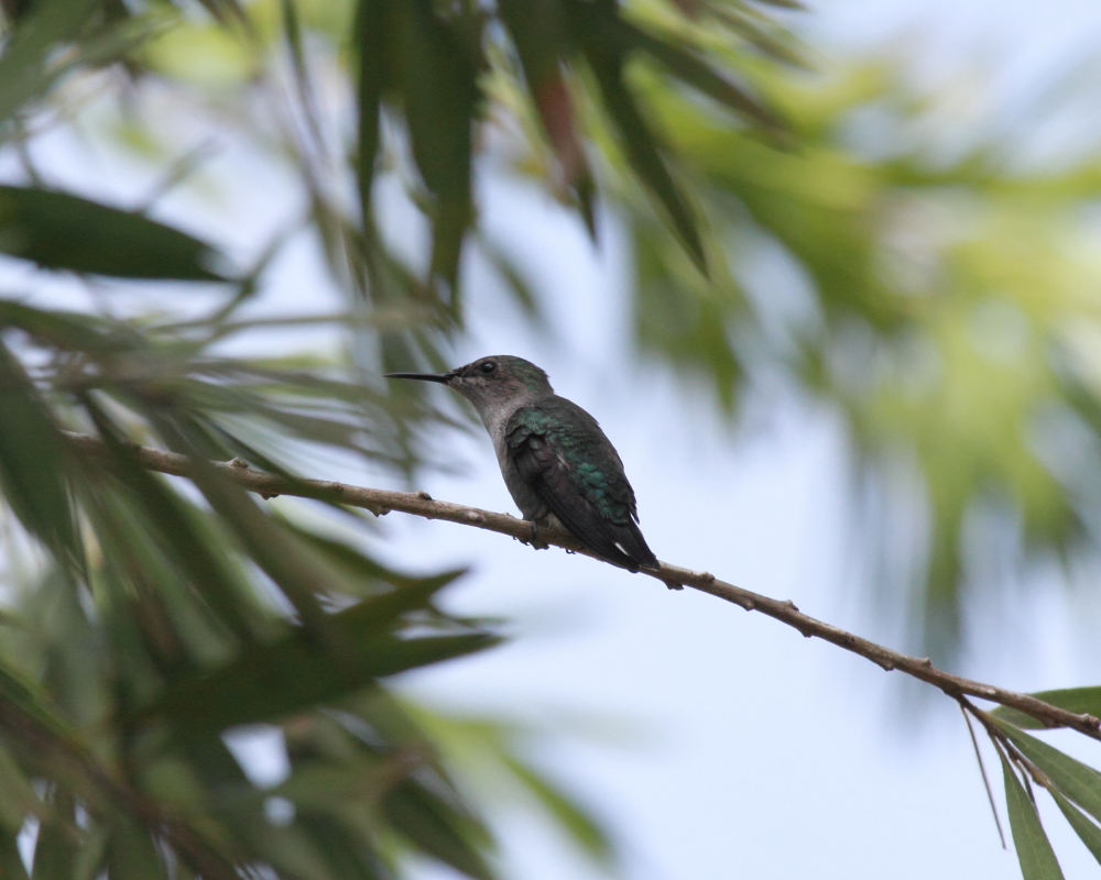 The Nomadic Naturalist: Dominican bird highlights