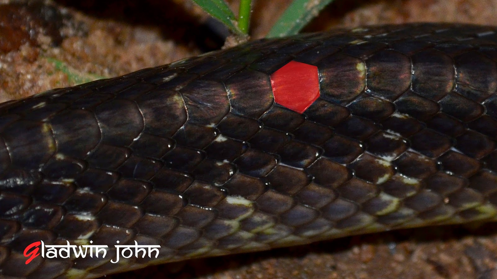 Biodiversity of Bharathidasan University: Big four snakes of India can ...