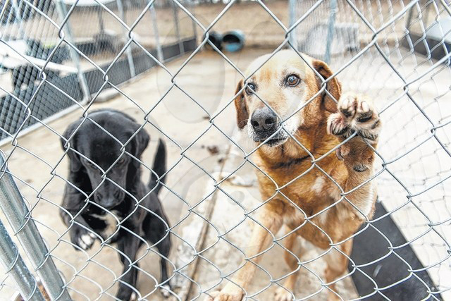 [MEGA RESCATE] 600 animales son salvados desde el refugio del terror ...