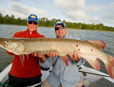 International Fishing News: USA: 53 inch musky from Minnesota