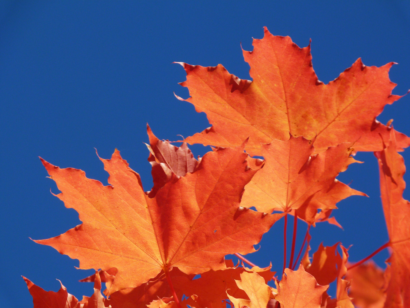 My Nature Photography: Maple Leaves