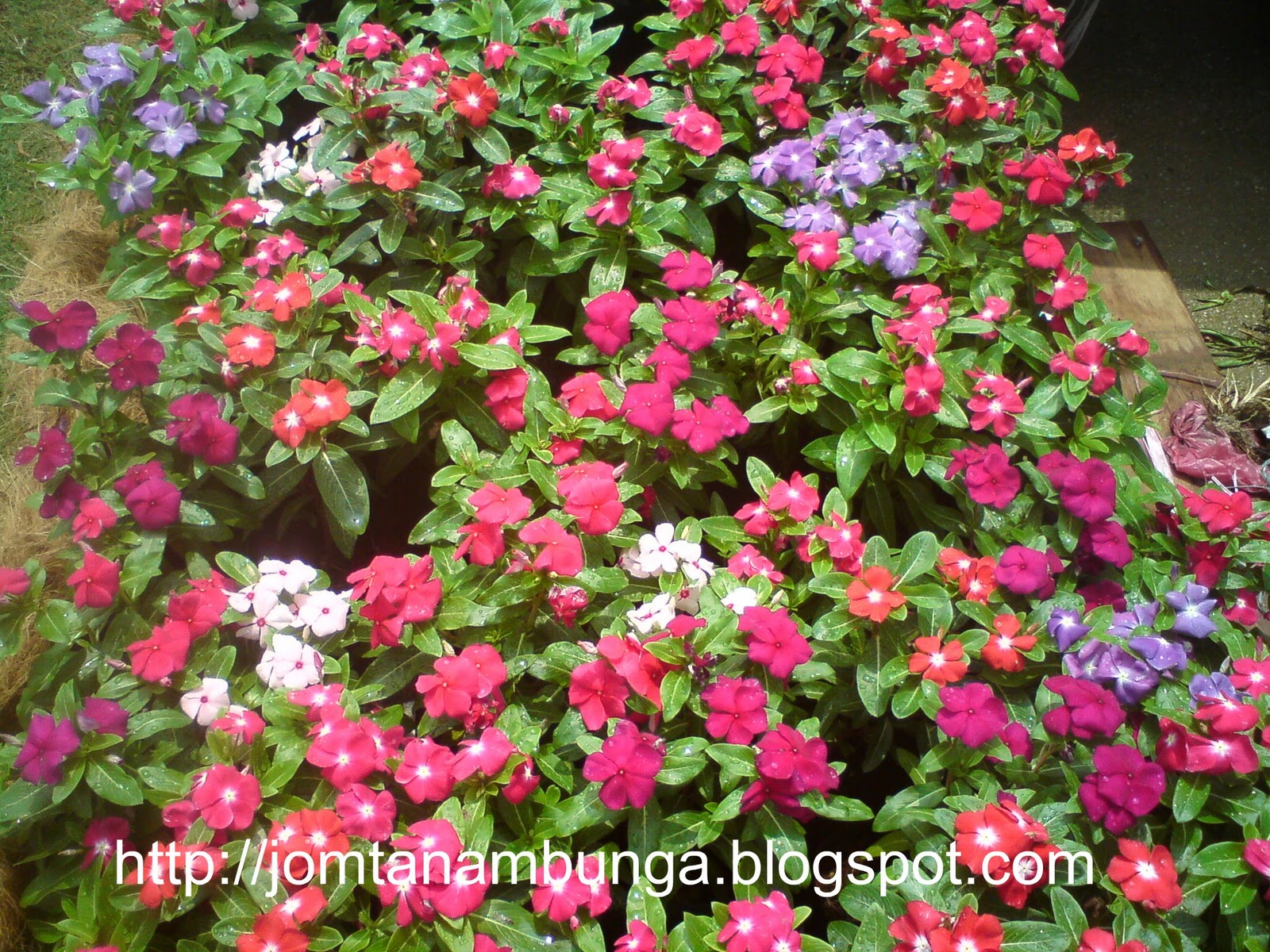 Jom Tanam Bunga: Album Bunga