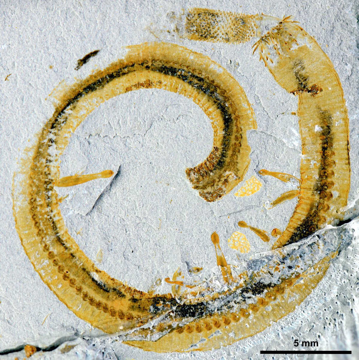 Species New to Science: [Paleontology • 2017] Inquicus fellatus • Host ...