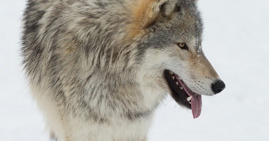 How do Hand-Reared Wolves and Dogs Interact with Humans?