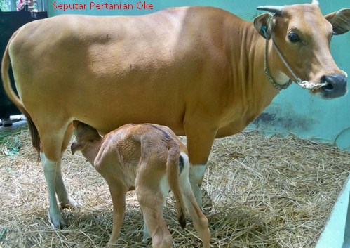 2900 Foto dan Gambar Sapi Beserta Jenis Jenisnya - REFERENSI ILMU ...
