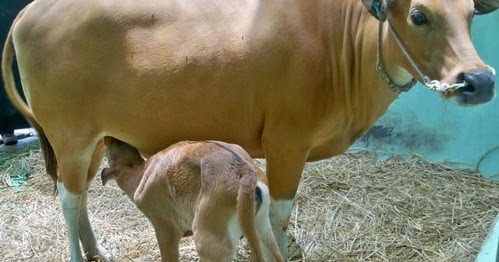 2900 Foto dan Gambar Sapi Beserta Jenis Jenisnya ala My-Budidaya - Trik ...