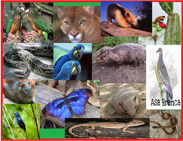 BIBOCA AMBIENTAL : CAATINGA - BREVE HISTÓRICO