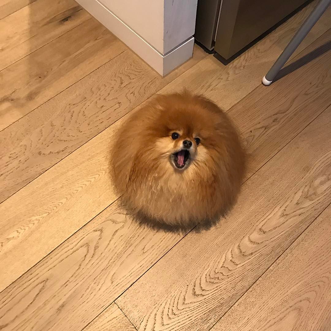 Cute dogs - part 180 (50 pics) | Amazing Creatures