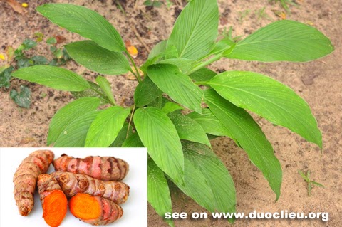 Curcuma root (Yujin)-Curcuma longa L.