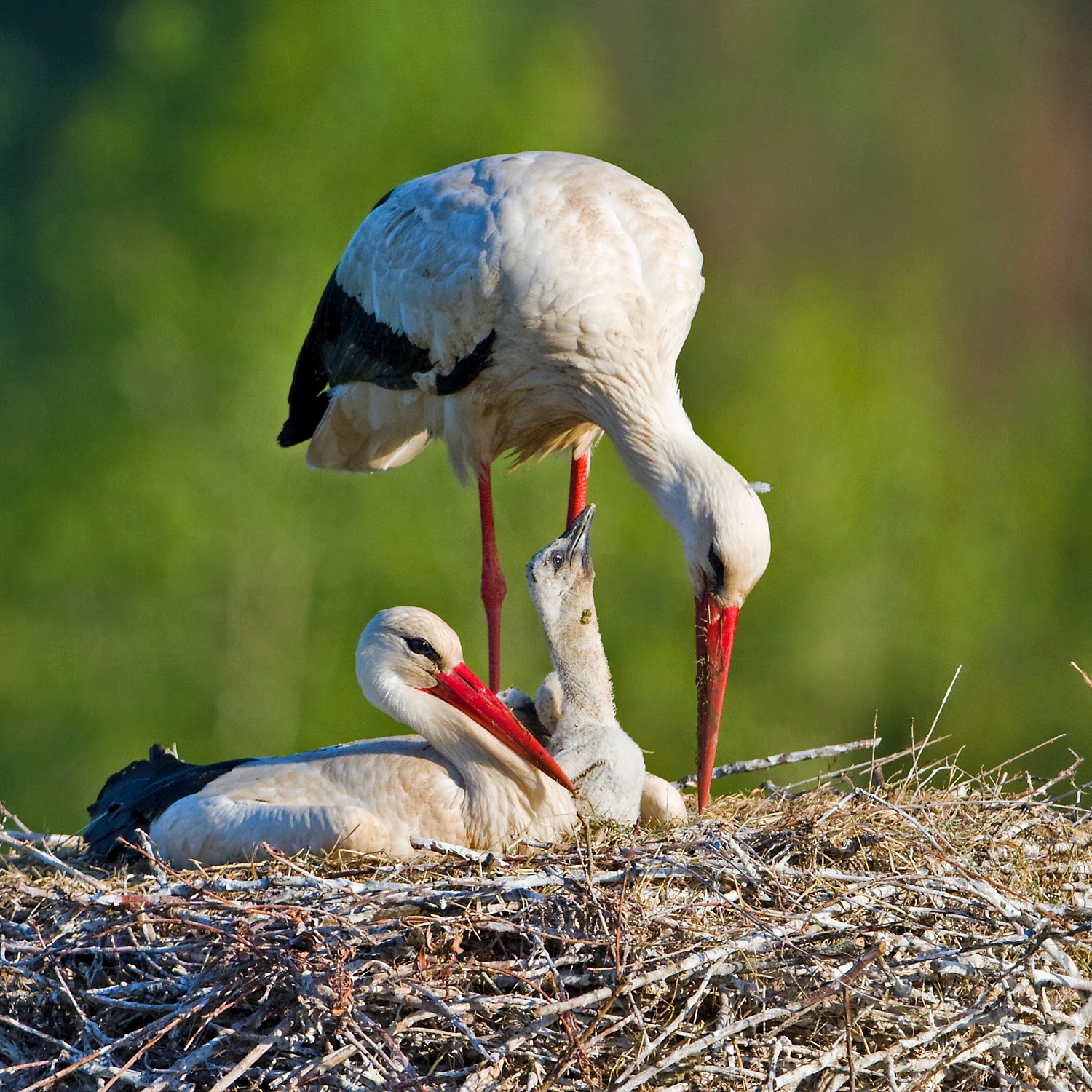 PETER'S PORTFOLIO..............Bird & Wildlife Photography: White Storks
