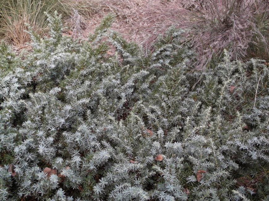 Future Plants by Randy Stewart: Junipers for all Landscapes