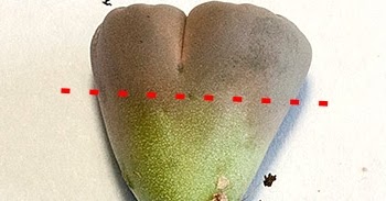 Growing Lithops: Soil & Potting
