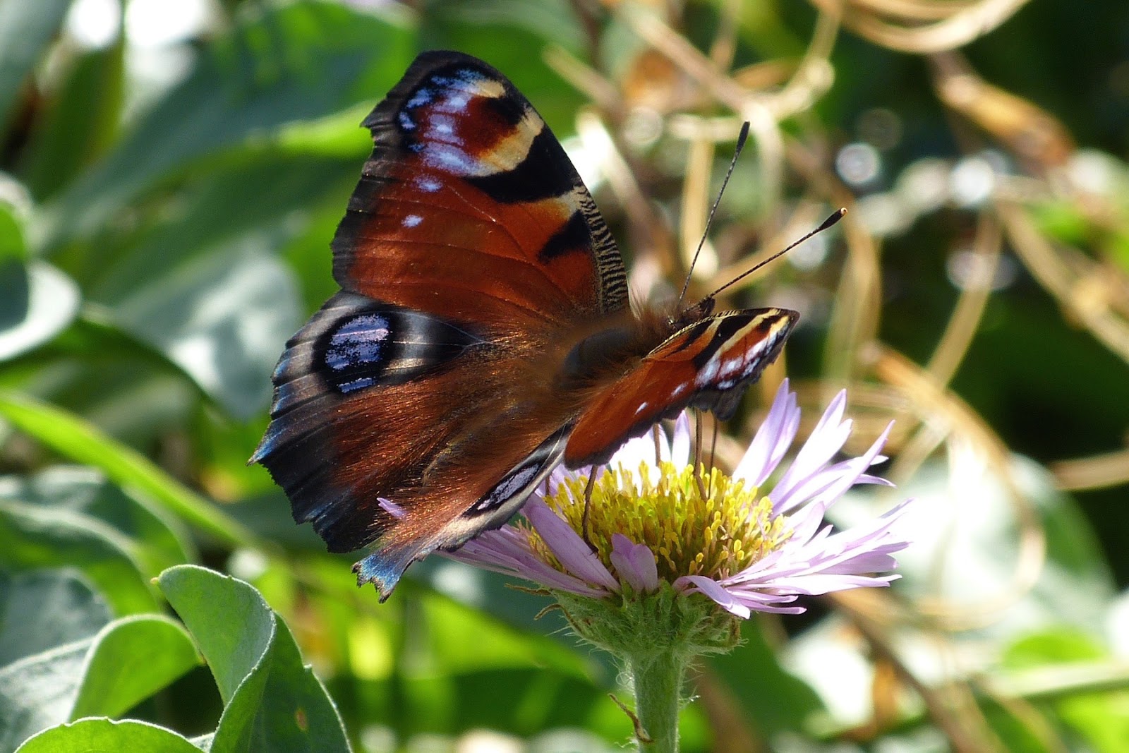 A Kilchoan Diary: Autumn Insects