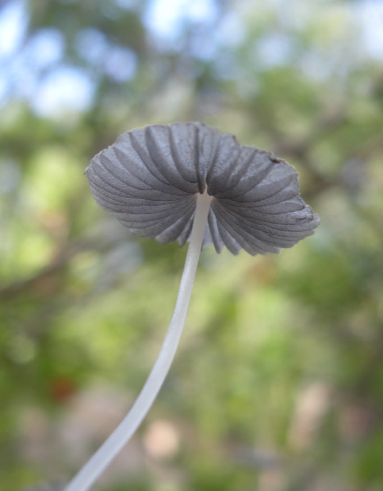 The Wonder, the Weeds and the Why in an Austin garden: The Rain Brought ...