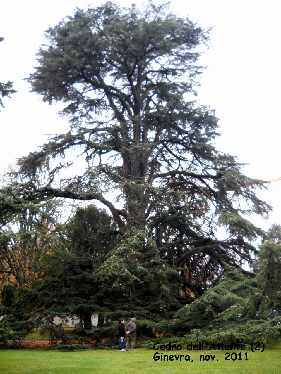 Ho incontrato un albero: Cedro dell'atlante