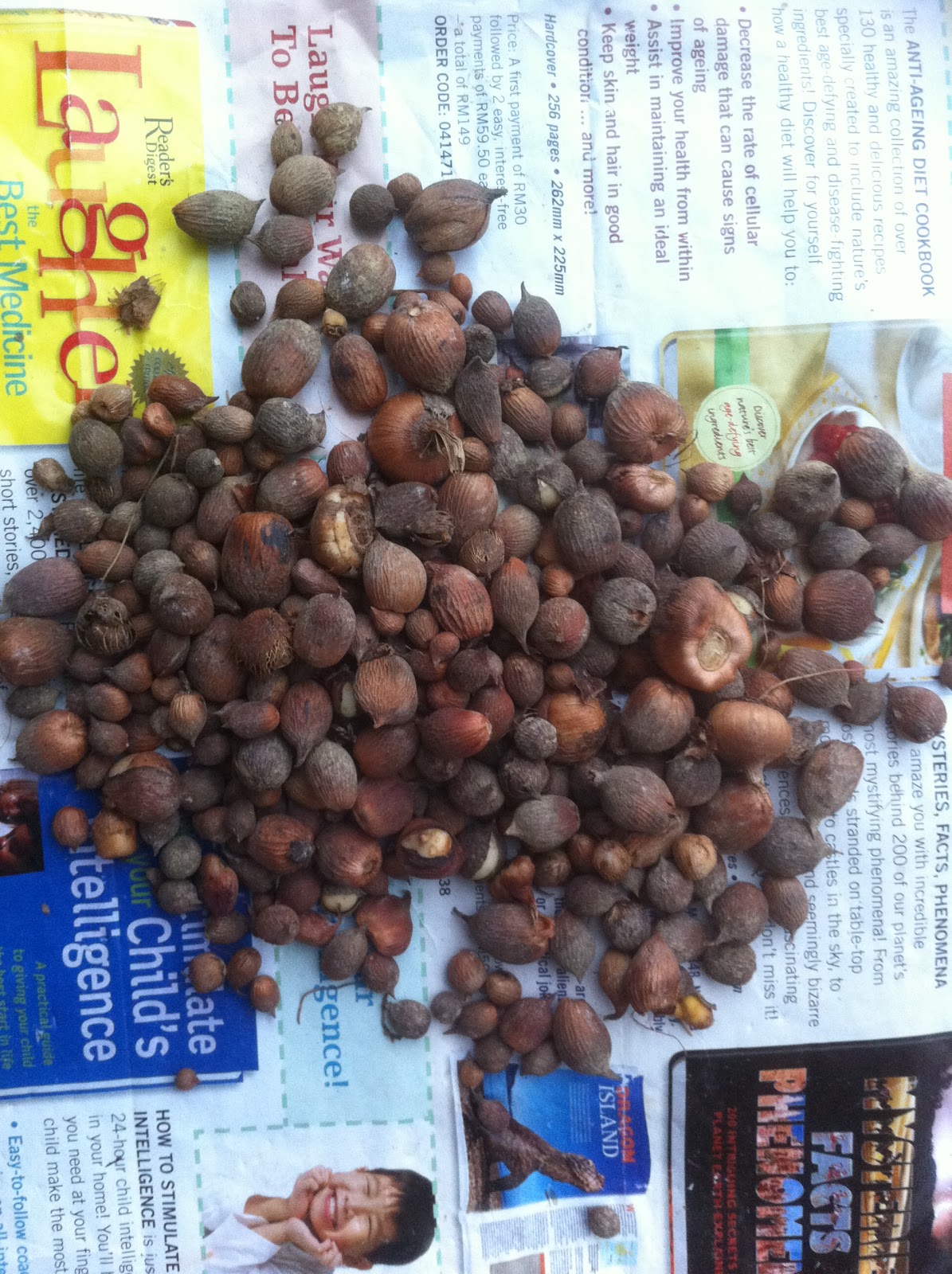 My Experimental Garden: Gladiolus cormels