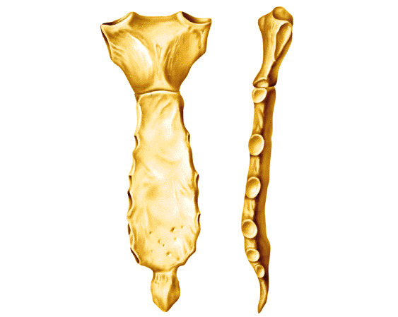 Wexford Downs: La anatomía de la vida; ESTERNÓN