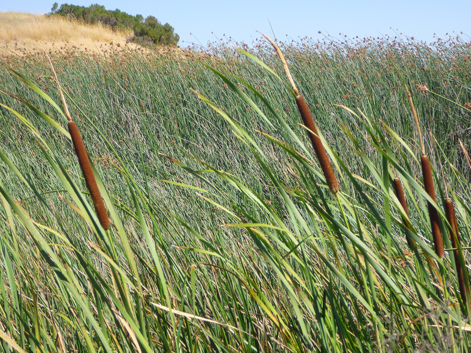 Trailing Ahead: Rush Ranch's Marsh Trail: overlooking and approaching ...