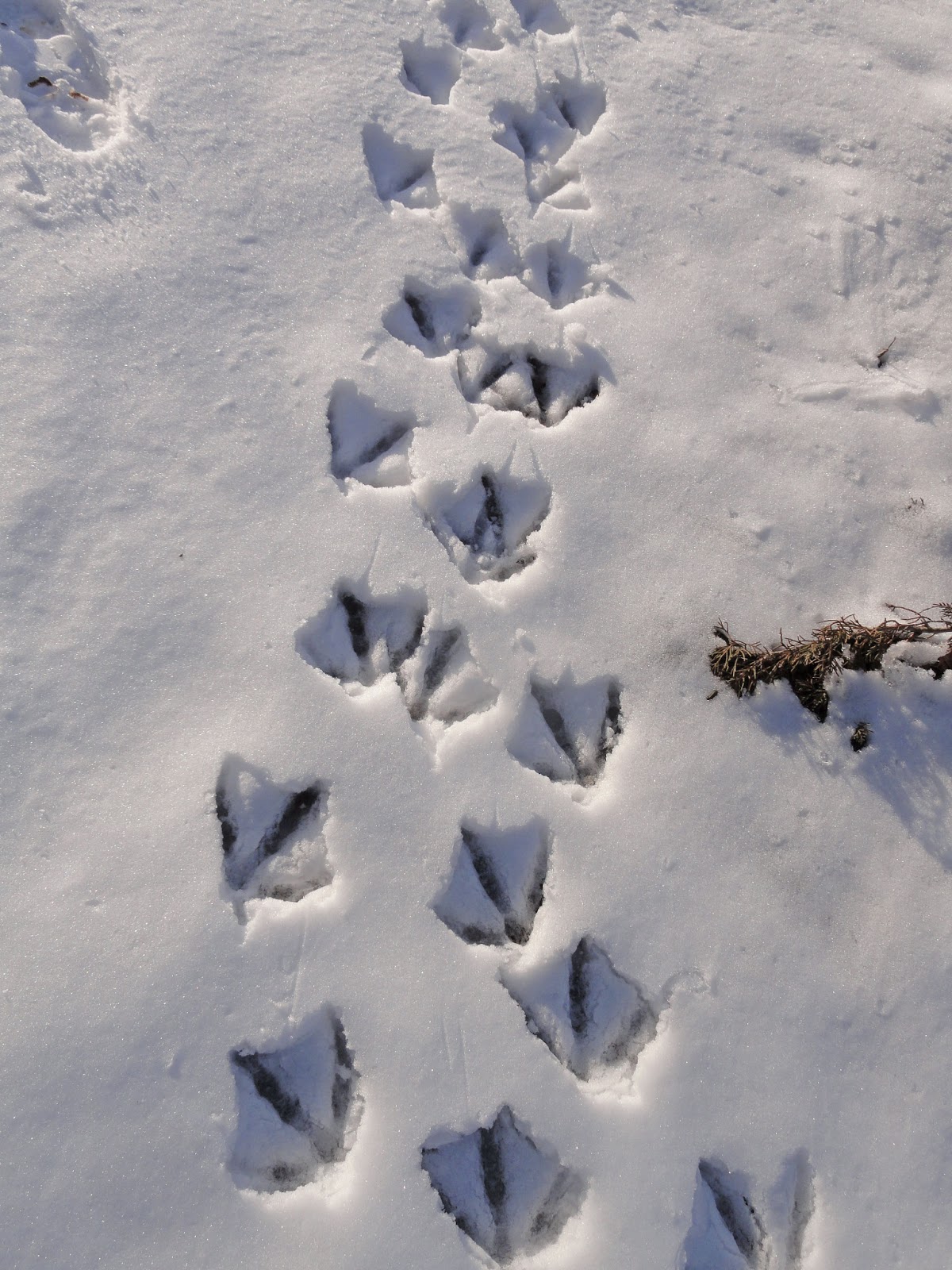 Mustang Dreams....: I took a walk...