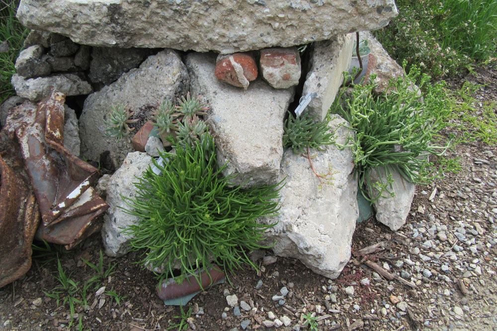 Mother Nature's Backyard - A Water-wise Garden: Current Photos of ...