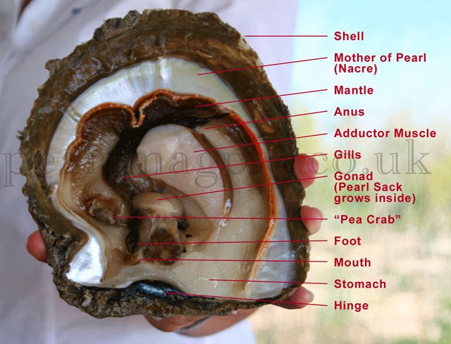 Locky's English Playground: Food: How To Open An Oyster? The World Is ...